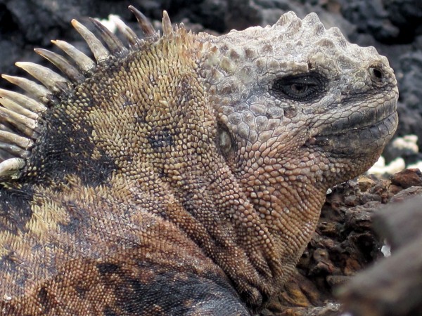 The Red Queen and The Evolution of Sex – State of the Planet