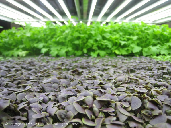 Vertical Farms: From Vision to Reality – State of the Planet