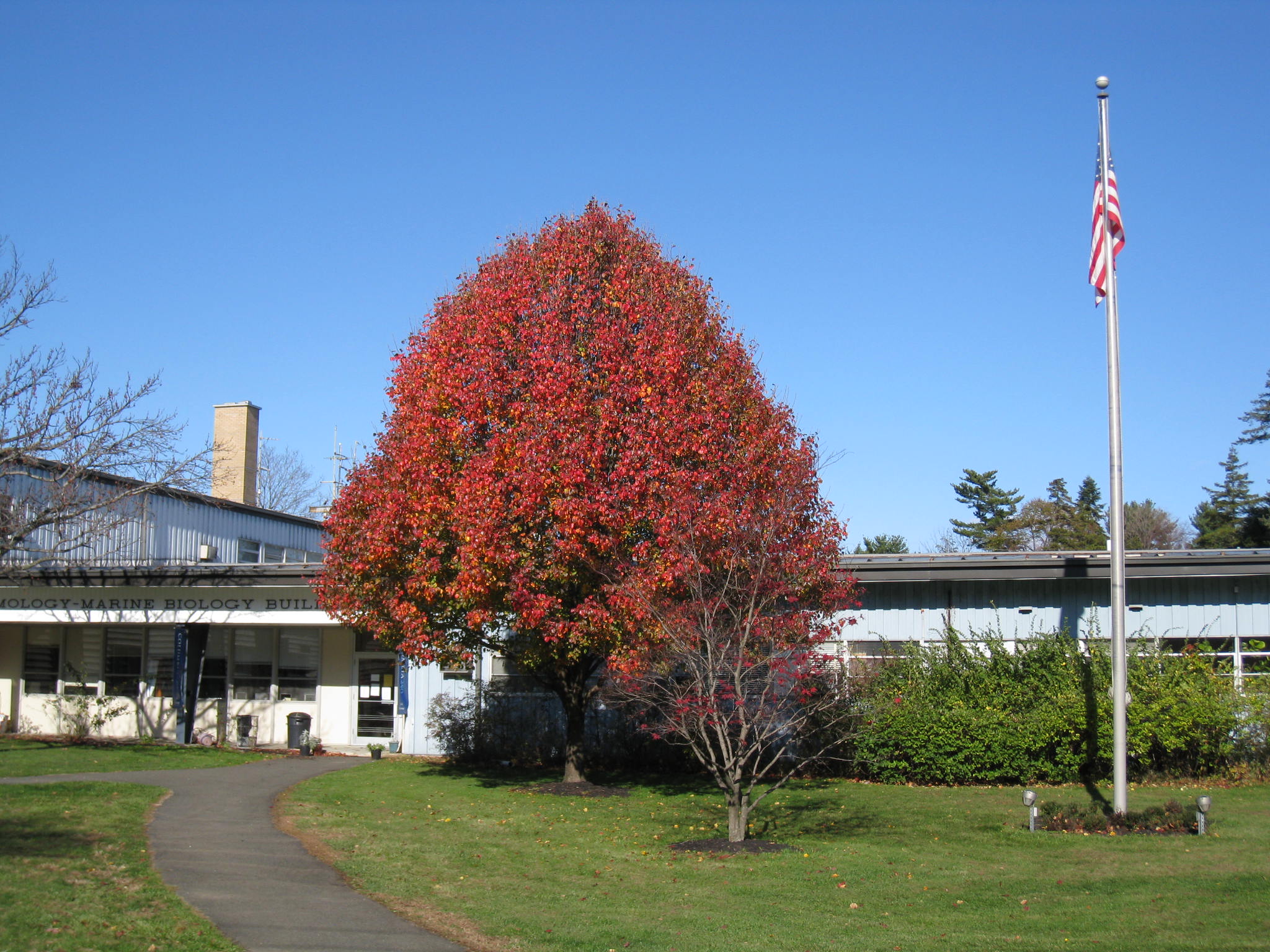 PhD. Ode to a Tree – State of the Planet