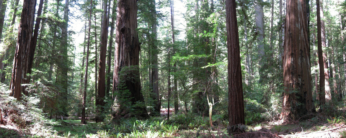 Charismatic Megaflora: What do Old Trees Look Like? – State of the Planet