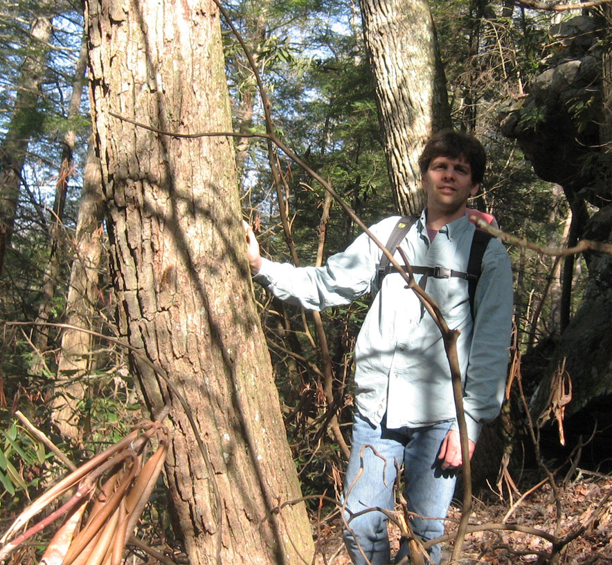 Charismatic Megaflora: What do Old Trees Look Like? – State of the Planet