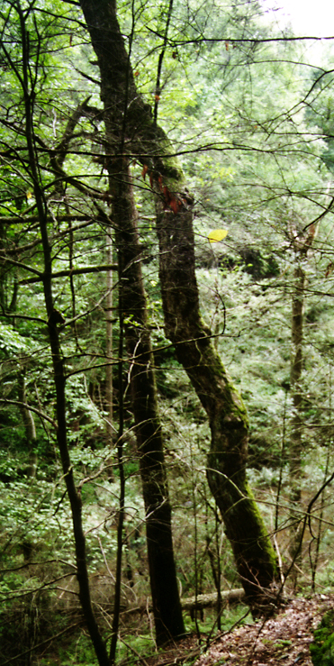 Charismatic Megaflora: What do Old Trees Look Like? – State of the Planet