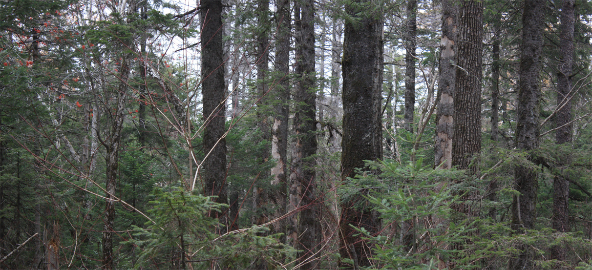 Around the Broadleaf World in 180 Days – State of the Planet