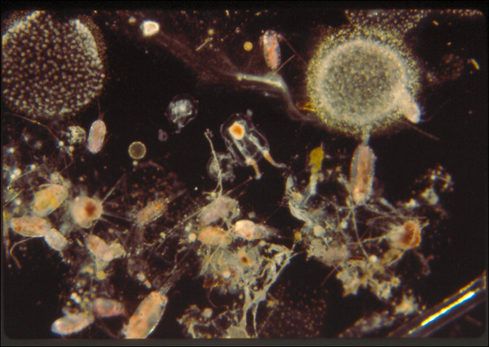 Plankton Fishing in the Bering Sea – State of the Planet