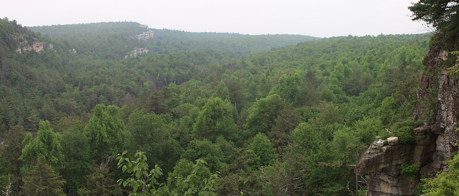 Brief Broadleaf Forest Happenings: tulip goodness, delighted about ...