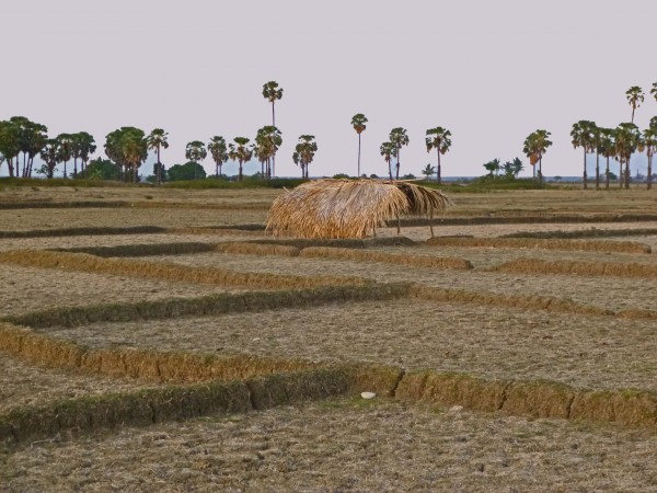 Improving Seeds to Meet Future Challenges – State of the Planet