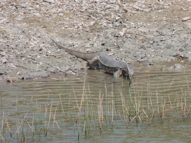 Indian Sundarban – State of the Planet