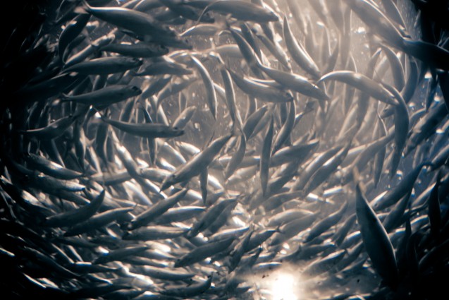 Making Fish Farming More Sustainable – State of the Planet