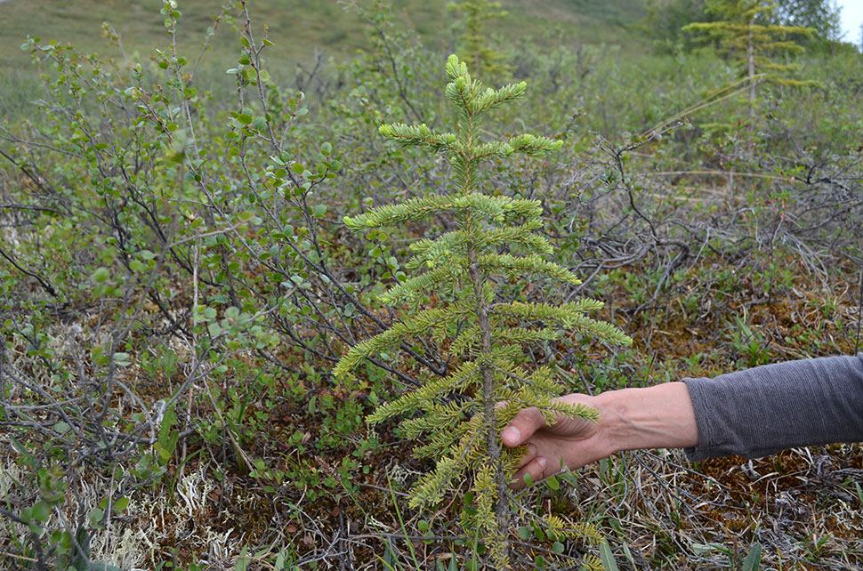 Photo Essay: Where the Trees Meet the Tundra – State of the Planet