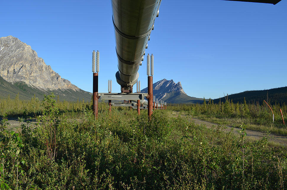 Photo Essay: Where the Trees Meet the Tundra – State of the Planet