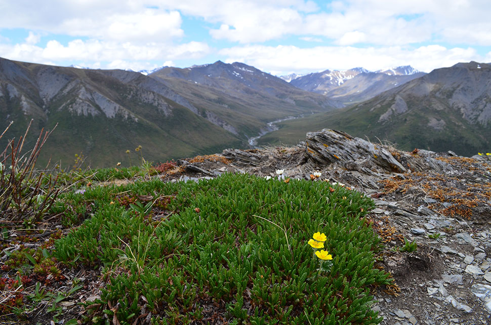 Photo Essay: Where the Trees Meet the Tundra – State of the Planet