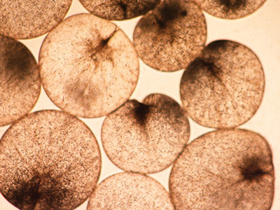 Studying Bioluminescent Blooms in the Arabian Sea – State of the Planet