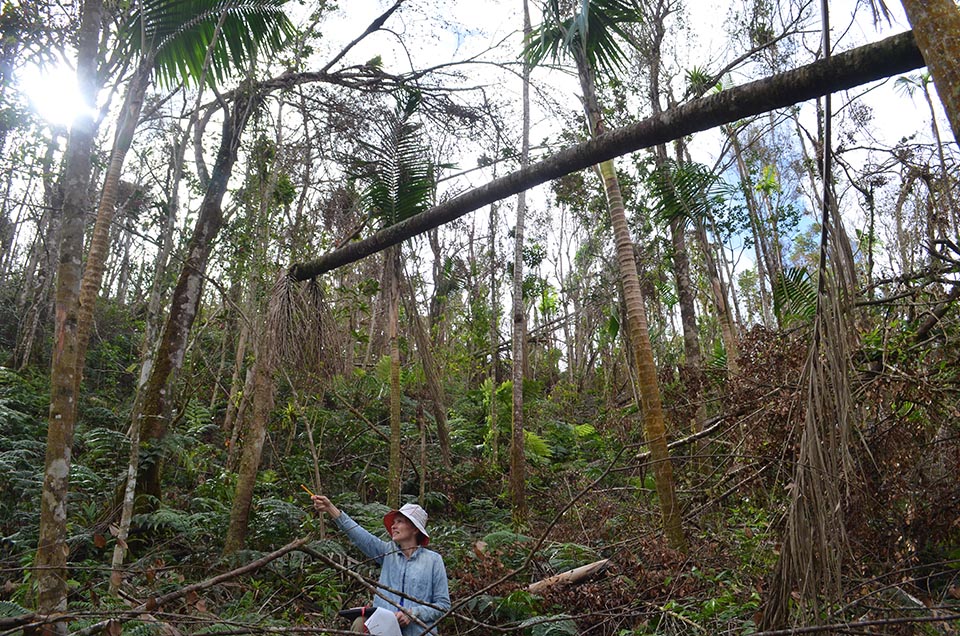 Photo Essay: The Re-Greening of Puerto Rico – State of the Planet