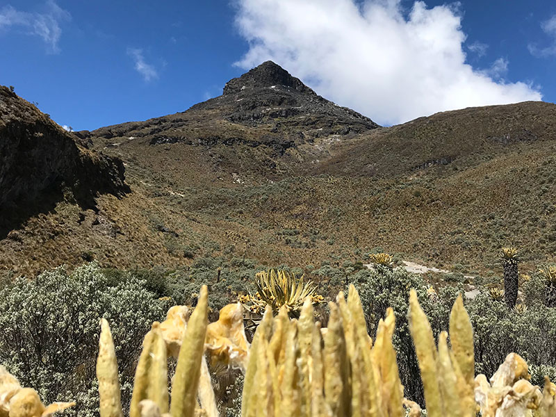 This Unique Andean Ecosystem is Warming Almost as Fast as the Arctic ...