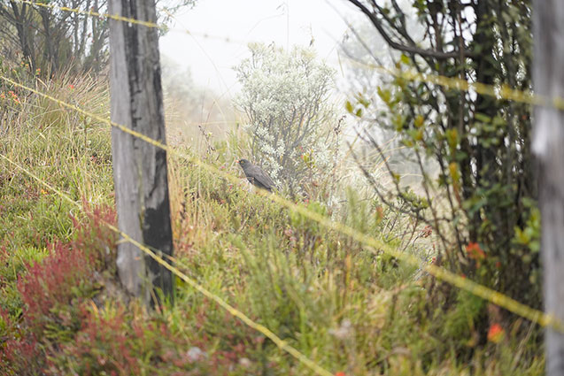 This Unique Andean Ecosystem is Warming Almost as Fast as the Arctic ...