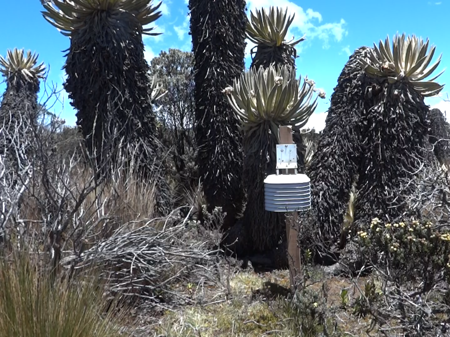 This Unique Andean Ecosystem is Warming Almost as Fast as the Arctic ...