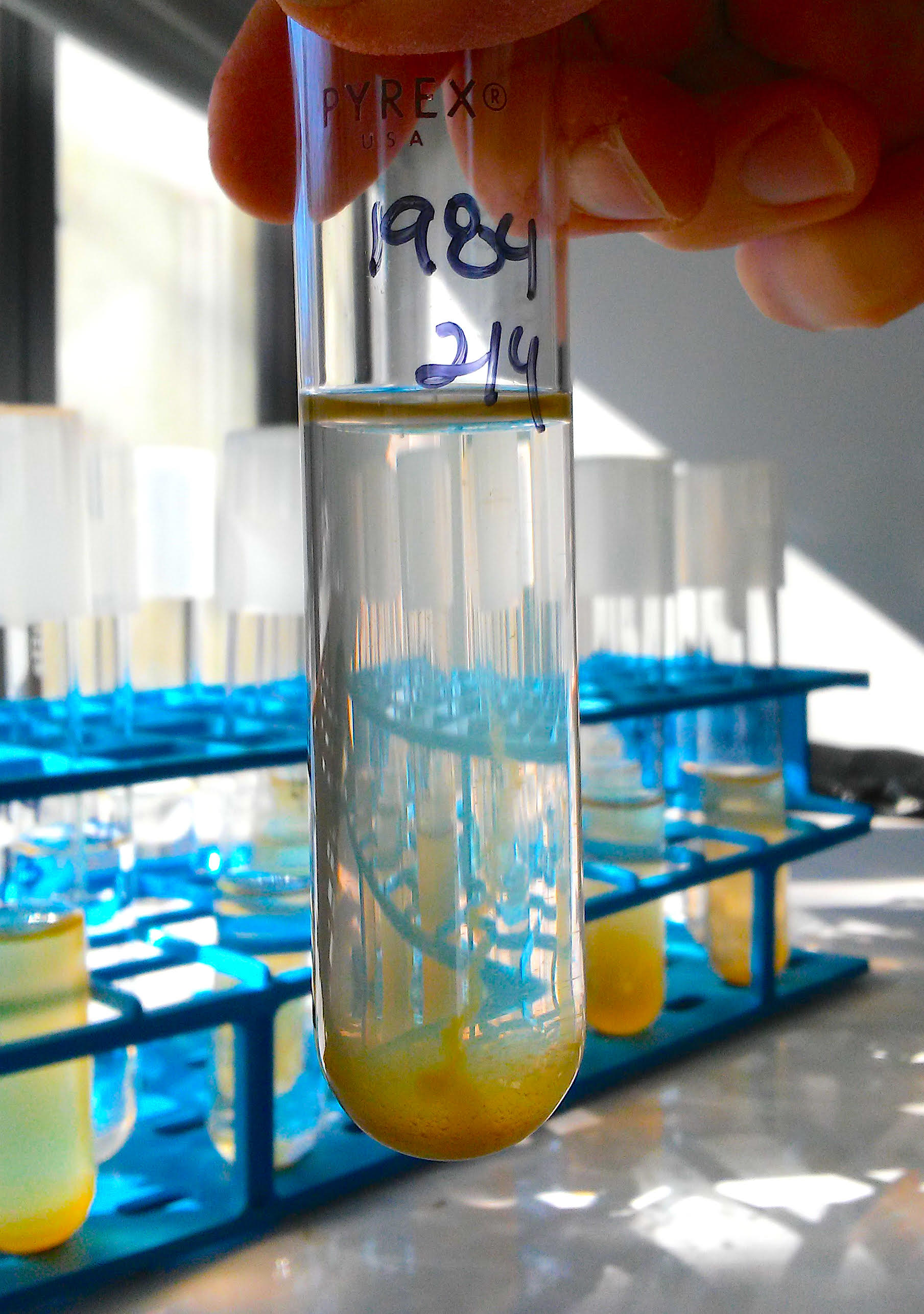 What’s Really Feeding Long Island’s Destructive Brown Tides? – State of ...