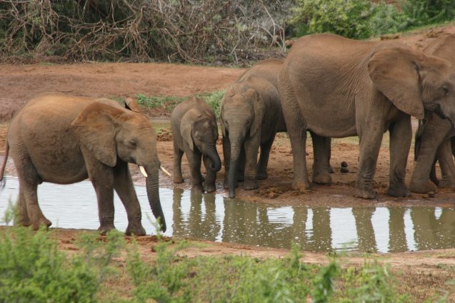 Why Endangered Species Matter – State of the Planet