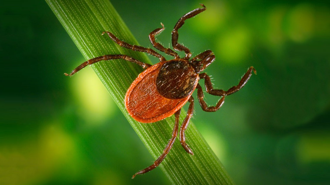 Many Lyme Disease Cases Go Unreported. A New Model Could Help Change ...