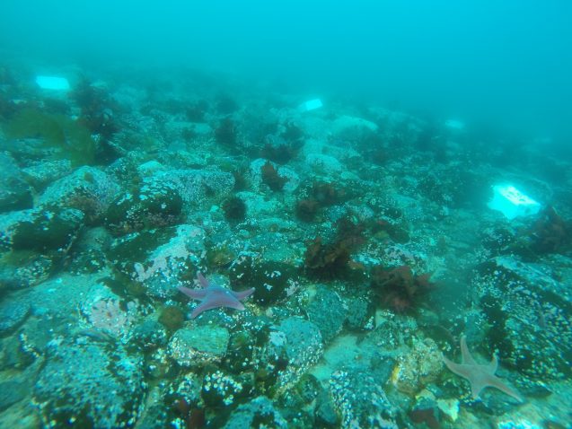 How Ice Scouring in the Antarctic Disrupts Ecosystems – State of the Planet