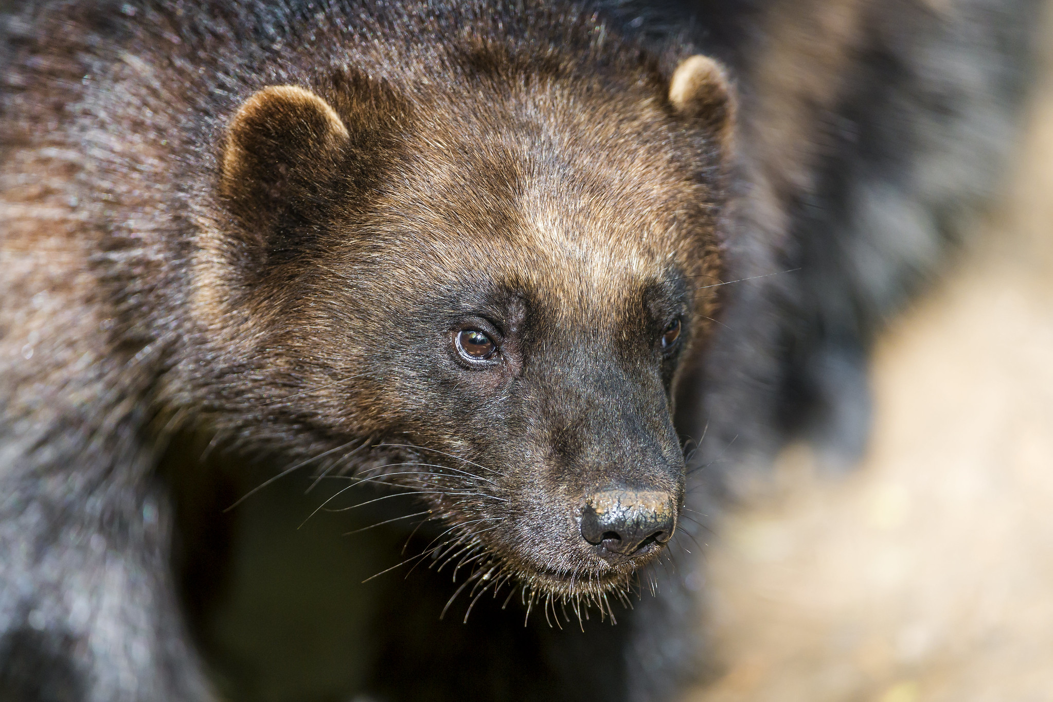 U.S. Fails to Protect Wolverines, Again – State of the Planet