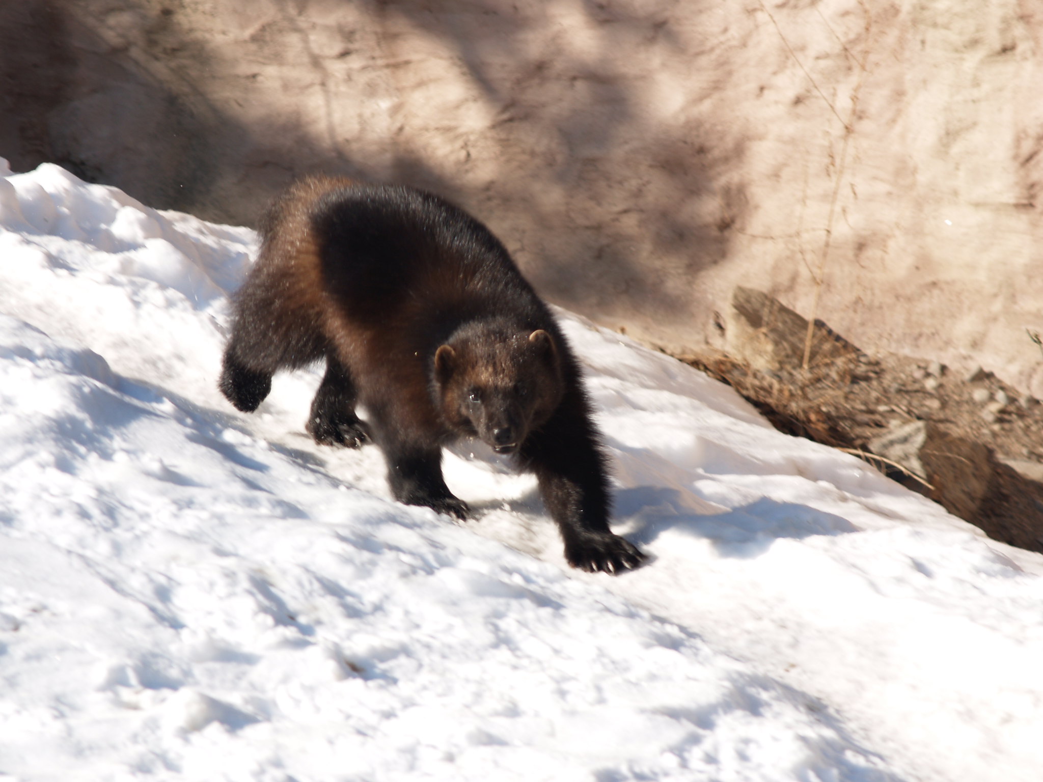 U.S. Fails to Protect Wolverines, Again – State of the Planet