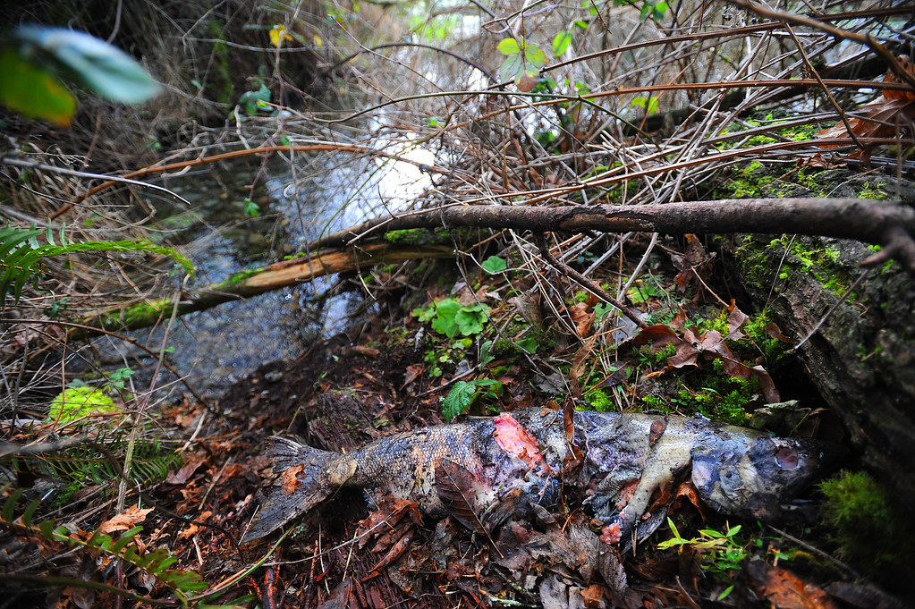 Rising Water Temperatures Could Be A Death Sentence For Pacific Salmon ...