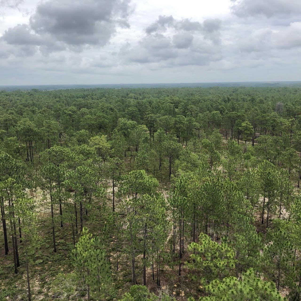 New York City’s Hidden Old-Growth Forests – State of the Planet