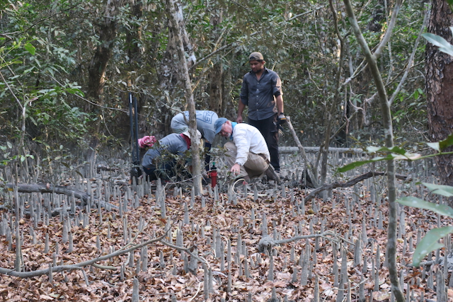 Deploying in the Mangrove Forest – State of the Planet