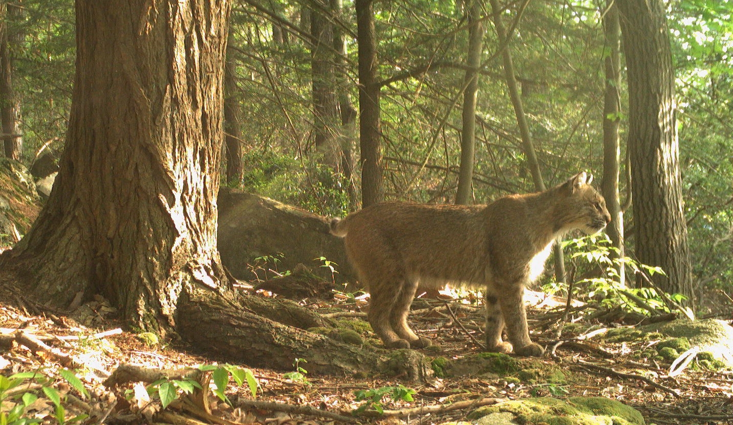 The Art of Catching a Bobcat – State of the Planet
