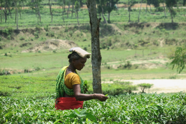 Tea Gardens to the Rescue – State of the Planet