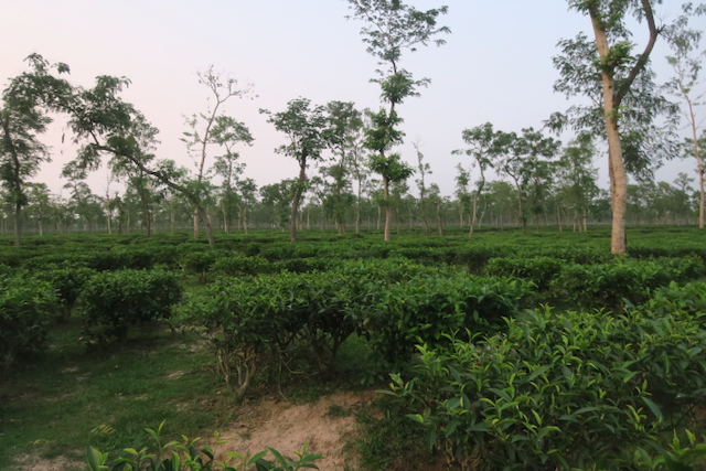 Tea Gardens to the Rescue – State of the Planet