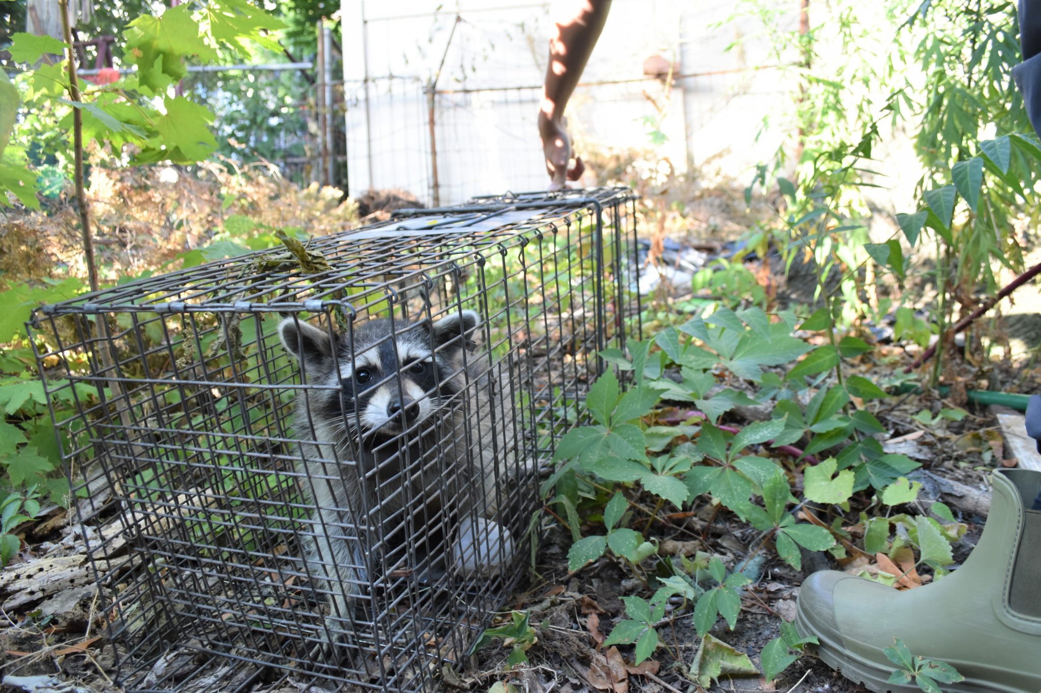 Scientists Are Mapping New York City Wildlife. And We Don’t Mean Rats ...