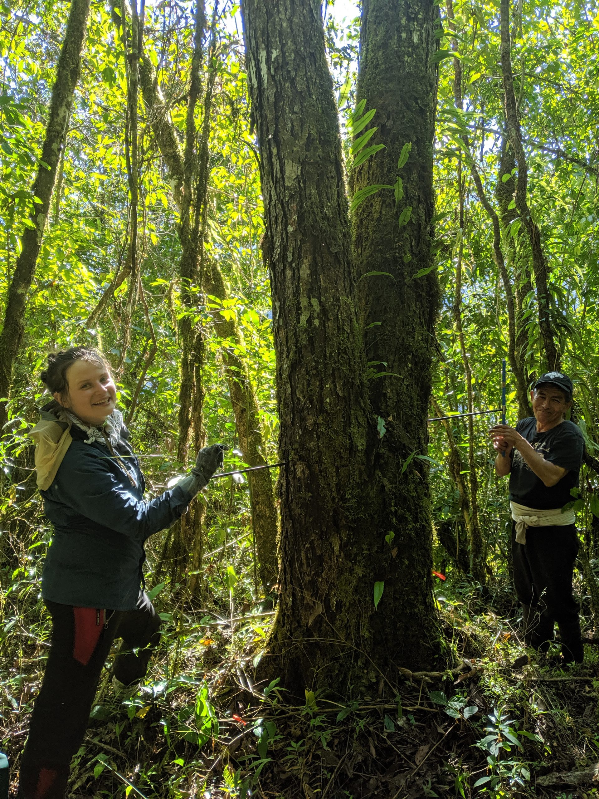 What Tropical Trees Can Teach Us About the Environment – State of the ...