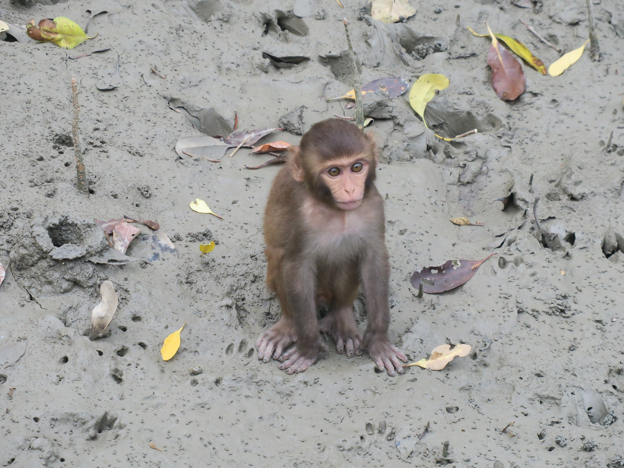 Exploring the Sundarbans and Back to Dhaka – State of the Planet