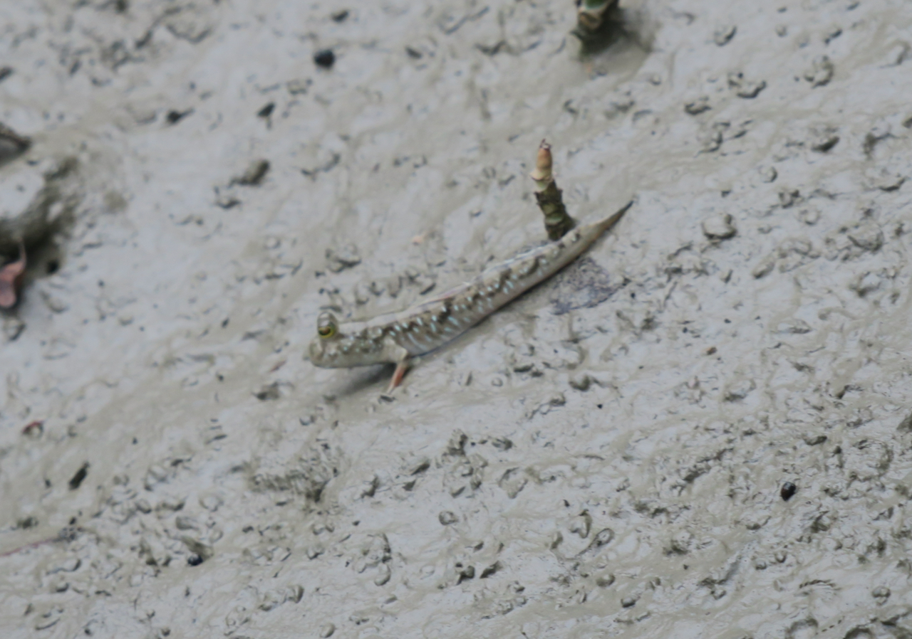 Exploring the Sundarbans and Back to Dhaka – State of the Planet