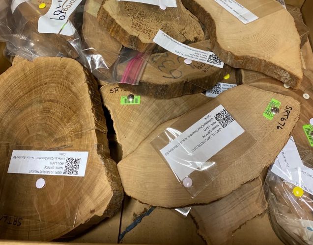 Learning How Trees Can Help Unlock Secrets of Our Climate Future ...