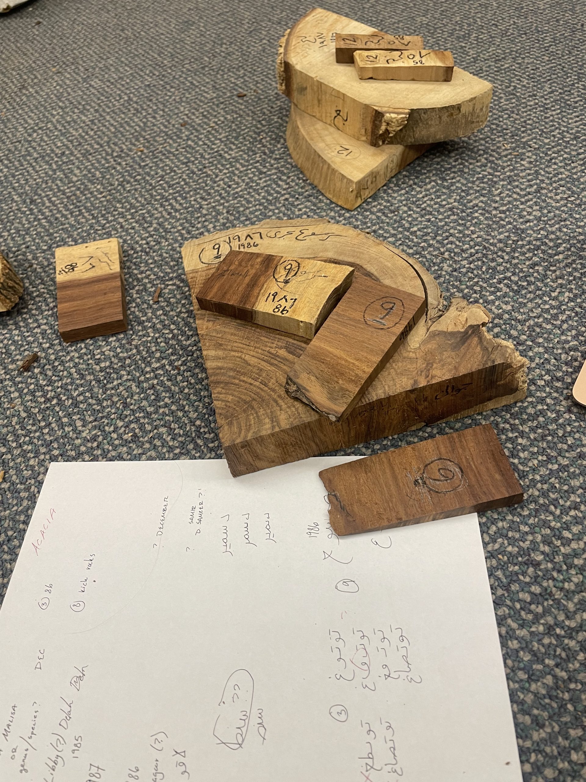 Learning How Trees Can Help Unlock Secrets of Our Climate Future ...